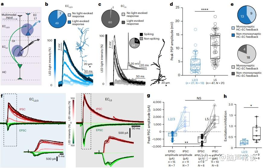 Nat Neurosci丨迷路还是记不住？纽约大学团队发现海马的“隐秘对话” - 知乎