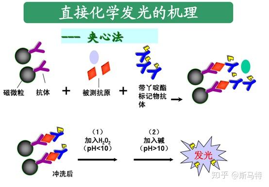 化学发光免疫分析简介 知乎
