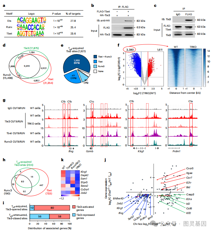 Nat Immu | 转录辅因子Tle3决定记忆性CD8+T细胞分化 - 知乎