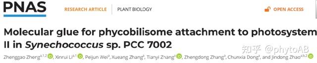 PhytoAB助力顶尖科研-PNAS | 研究揭示蓝细菌藻胆体与光系统II结合的分子胶 - 知乎