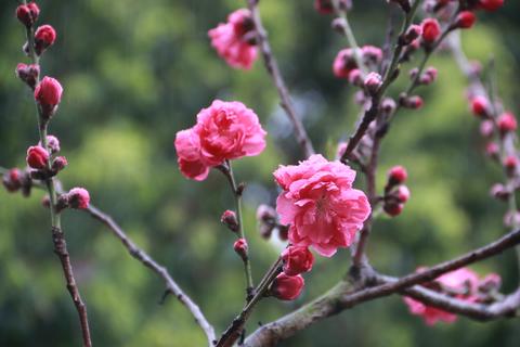 LLM(12)：DeepSpeed Inference 在 LLM 推理上的优化探究 - 知乎