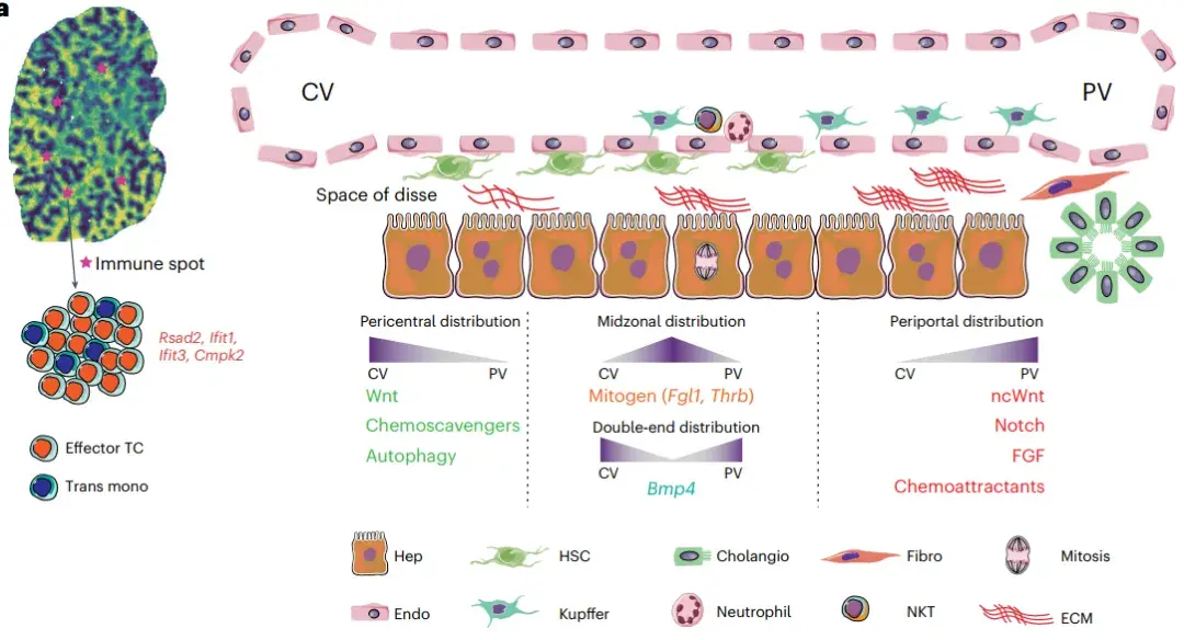 Nature Genetics | Stereo-seq助力构建小鼠肝脏稳态及再生模型的时空转录图谱 - 知乎