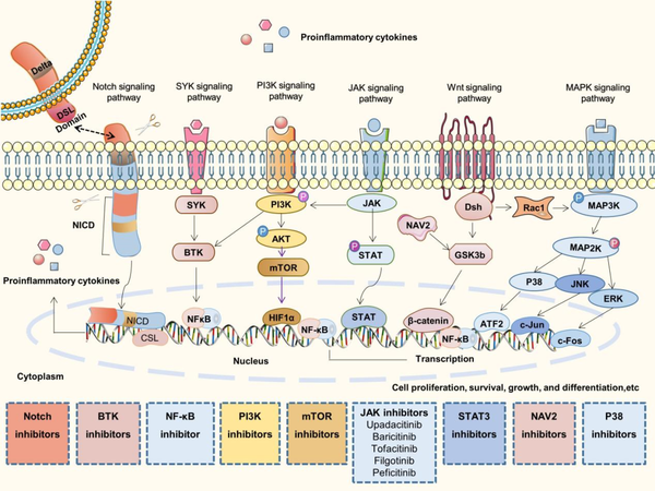 STTT 综述︱澳门科技大学朱依谆团队阐述类风湿性关节炎的新信号通路以及新靶点 - 知乎