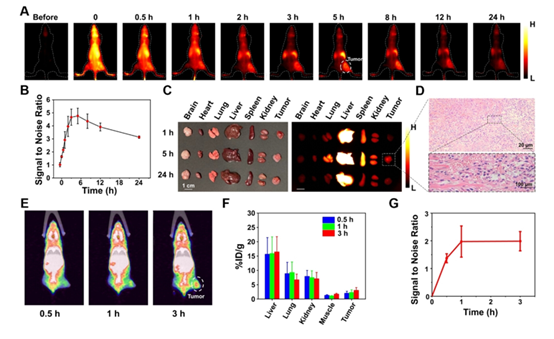 纳米探针 | 利用放射性标记AIE探针作为PET/NIR-II荧光引导光热治疗的双模成像剂 - 知乎