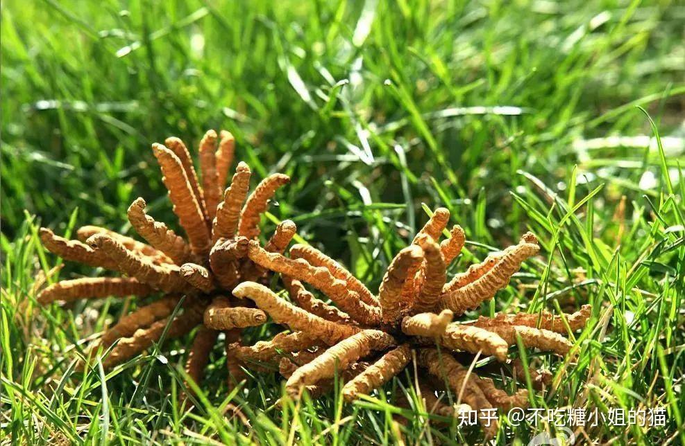 中华“九大仙草”排行榜，你知道多少？ - 知乎