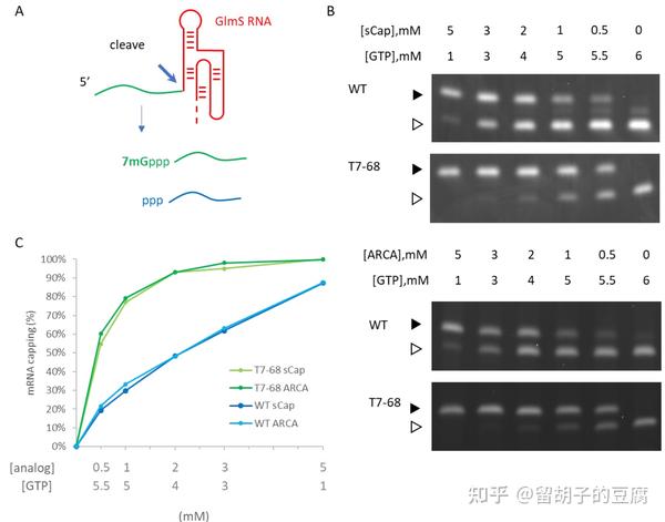 Codexis开发以低浓度帽子类似物实现极高加帽率的T7聚合酶，同时还可抑制dsRNA形成。 - 知乎