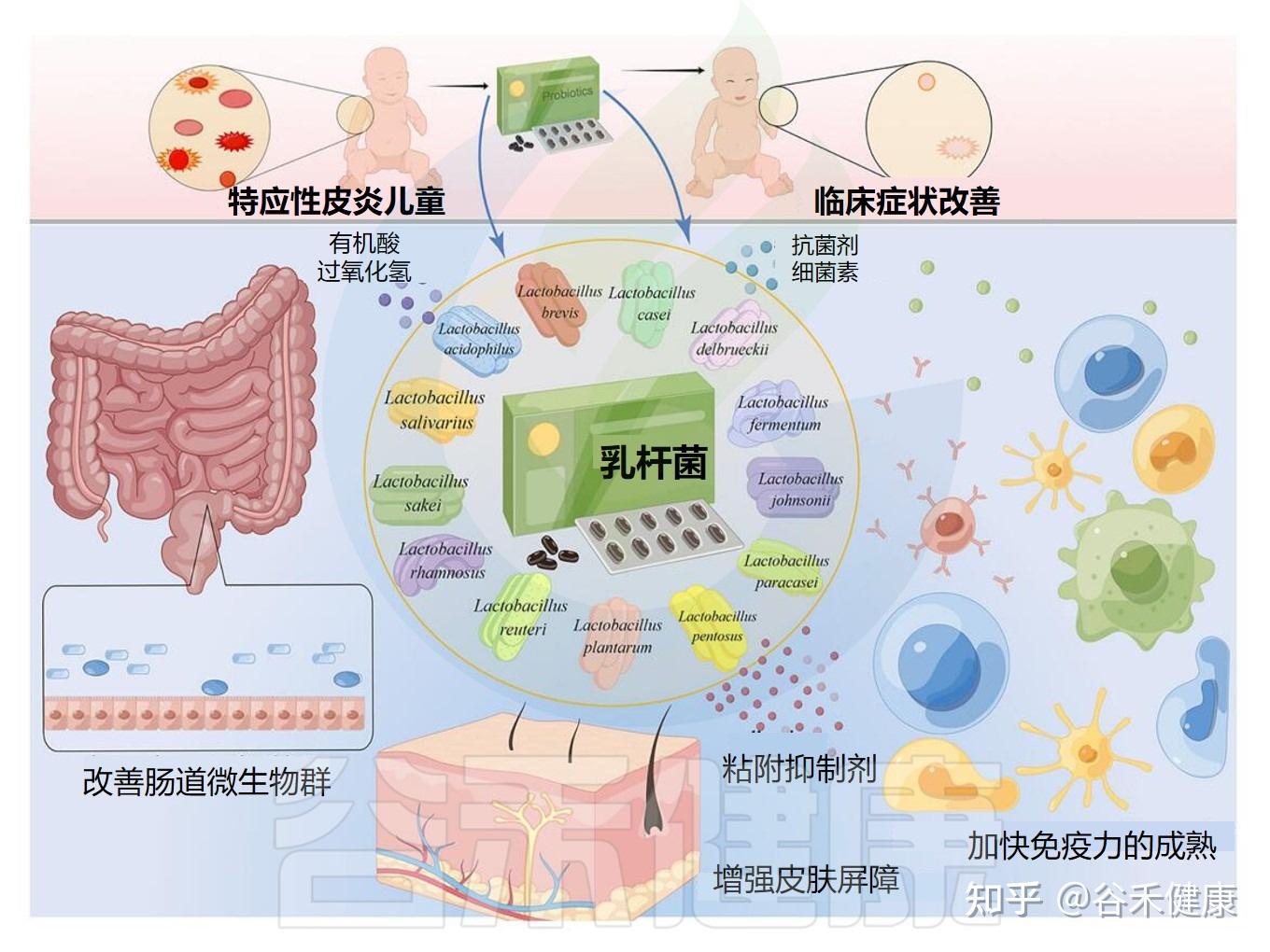 乳杆菌属Lactobacillus——维持肠道和阴道健康不可忽缺的角色 - 知乎