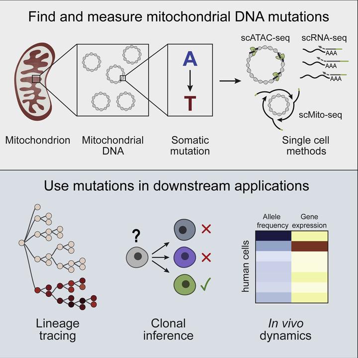 Lineage Tracing in Humans Enabled by Mitochondrial Mutations and Single ...