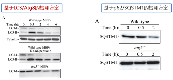 LC3双荧光自噬慢病毒的应用（上篇）——实验原理及病毒使用 - 知乎