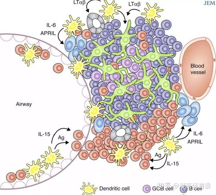 树突状细胞（DC细胞）特征及应用进展综述 - 知乎