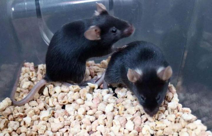 老龄C57小鼠 - 知乎