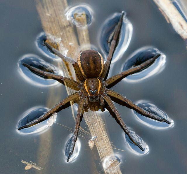 使用水蜘蛛 （Water Spider）减少生产线异常 - 知乎