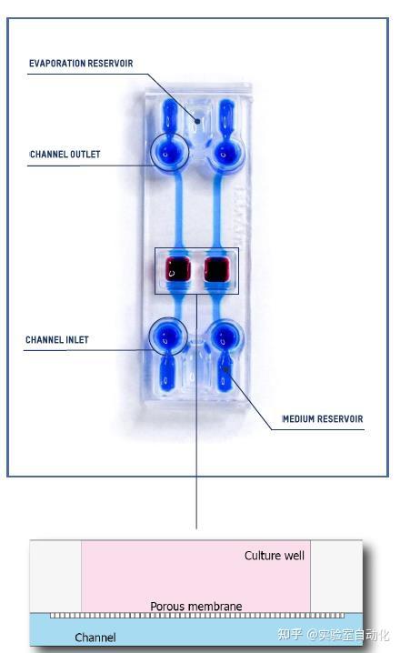 BEOnChip 细胞培养微流控芯片 - 知乎
