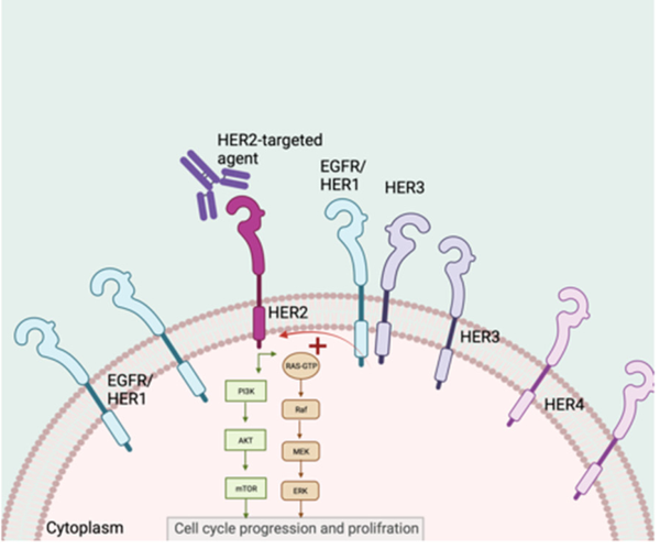 乳腺癌HER2靶向治疗药物的八大耐药机制及相应策略 - 知乎