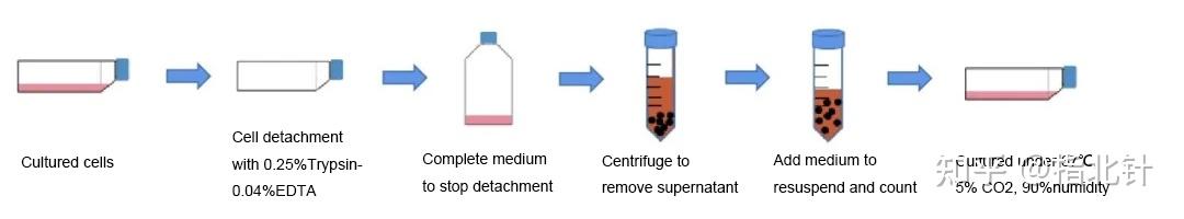 细胞传代——步骤、注意事项、概念解释 - 知乎