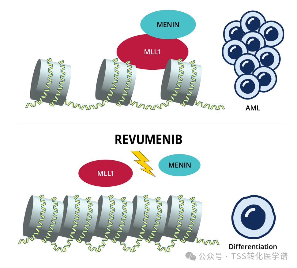 FDA 批准首个 Menin 蛋白互作抑制剂用于治疗急性白血病 - 知乎