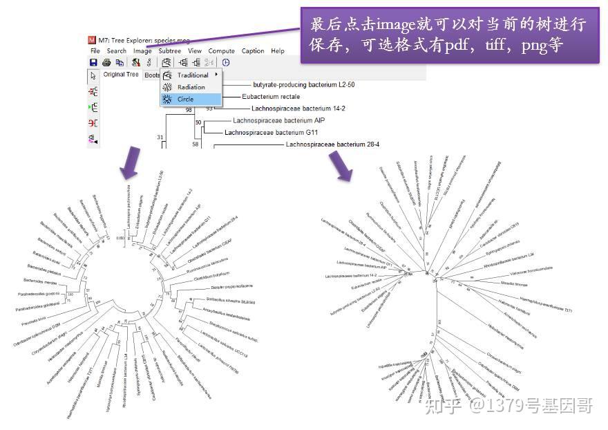 用Mega做进化树 - 知乎