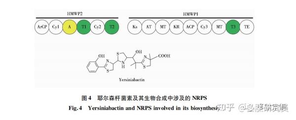 非核糖体肽的生物合成研究进展 - 知乎