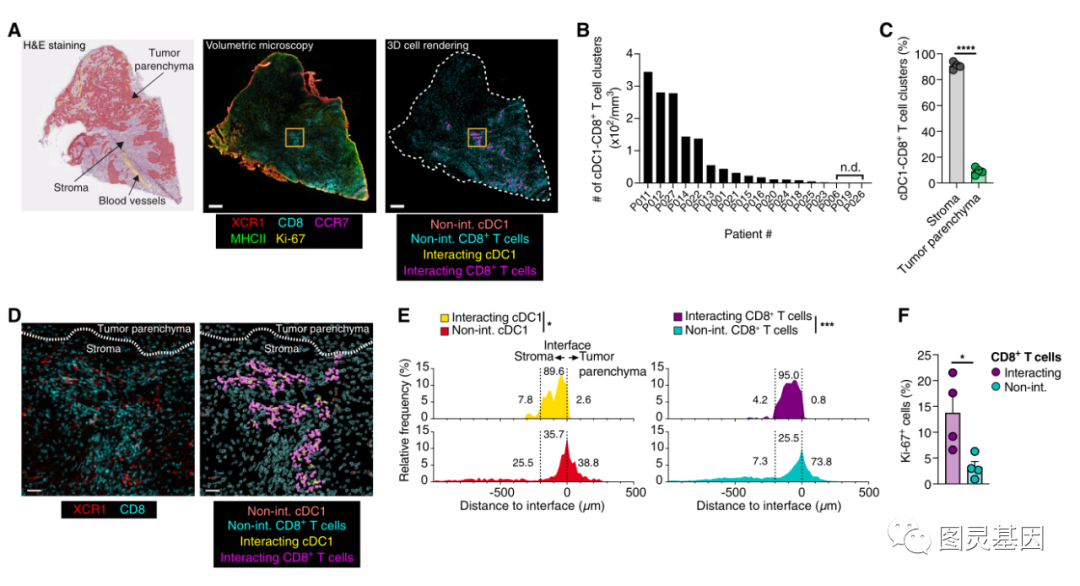 Cancer Cell | AI深度学习研究发现树突状细胞亚群增强CD8+T细胞反应,实现抗肿瘤免疫 - 知乎