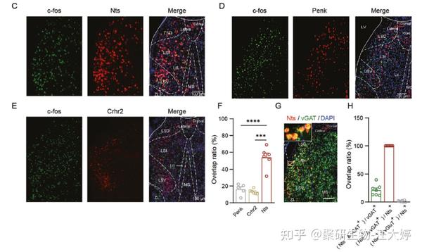 RNAscope 在神经元标志物鉴定中的应用 - 知乎