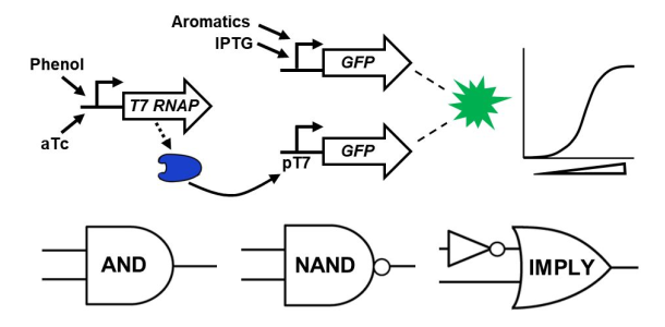 在浑浊红球菌PD630中构建逻辑T7 RNA聚合酶表达系统 - 知乎