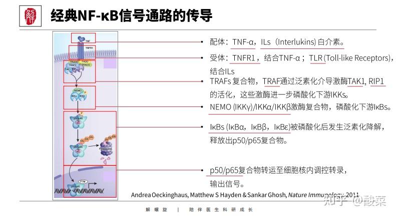 NF-κB？MAPK？AKT？傻傻分不清楚，1条就是1篇SCI，带你研究12条信号通路 - 知乎