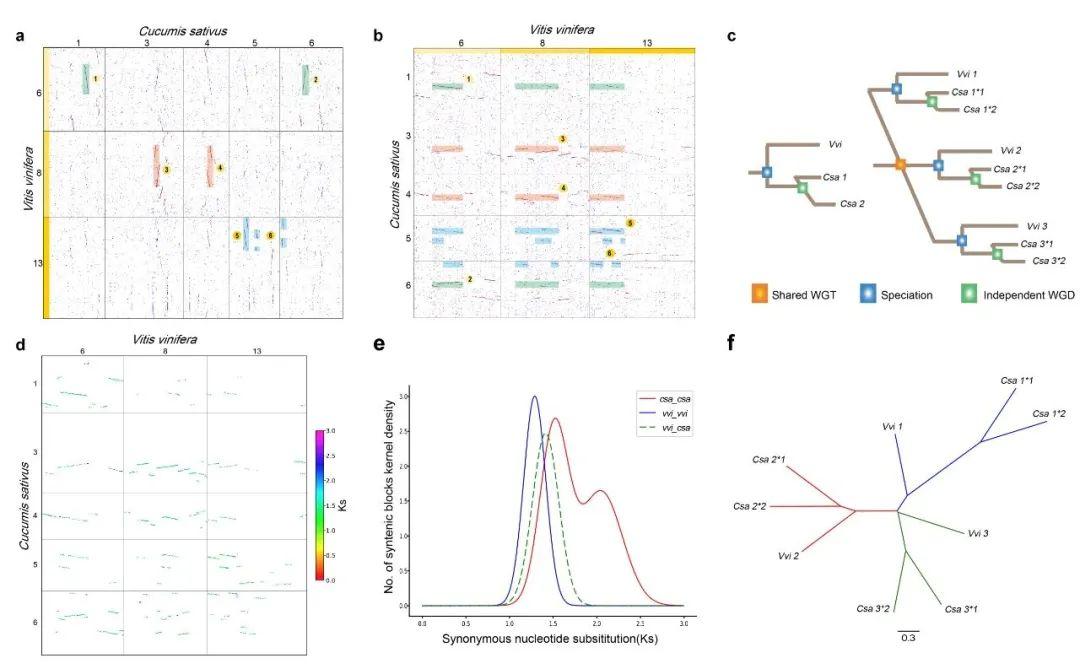 Mol Plant | WGDI：用于基因组复制和核型进化分析的工具包 - 知乎