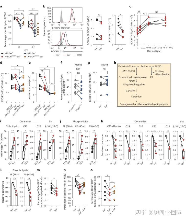 【Nat Metab】代谢+脂质组+同位素标记｜加州大学团队揭示丝氨酸代谢在激活NK细胞功能中的关键作用 - 知乎