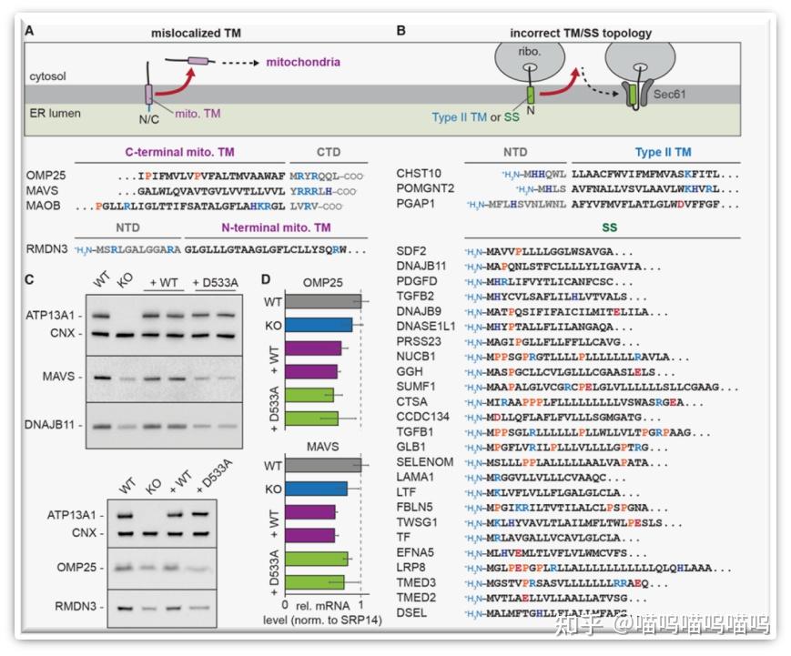 文献分享| The endoplasmic reticulum P5A-ATPase is a transmembrane helix ...