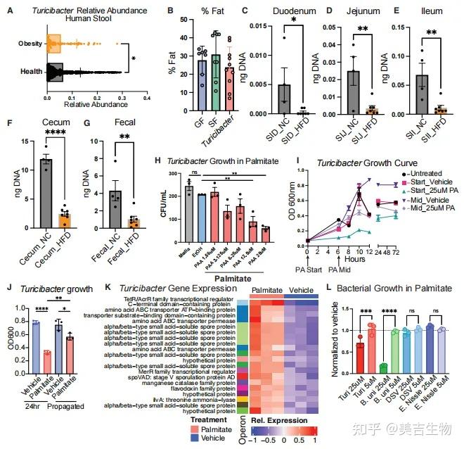 CELL METAB | “燃脂菌”Turicibacter：高脂饮食的隐形克星 - 知乎