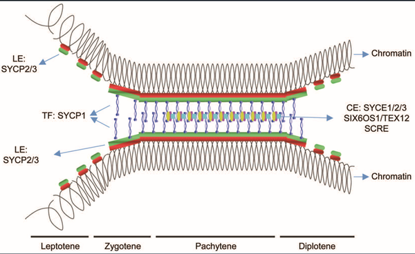 非整倍体形成的分子机制 - 知乎