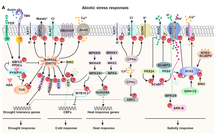 Cell Rep | 福建农林大学徐通达组综述植物磷酸化事件发生研究进展 - PTMBio - 博客园