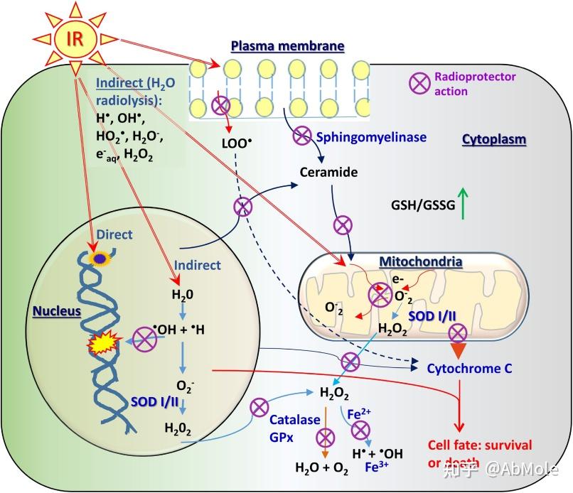 AbMole | 5大类辐射防护剂及机制探究 - 知乎