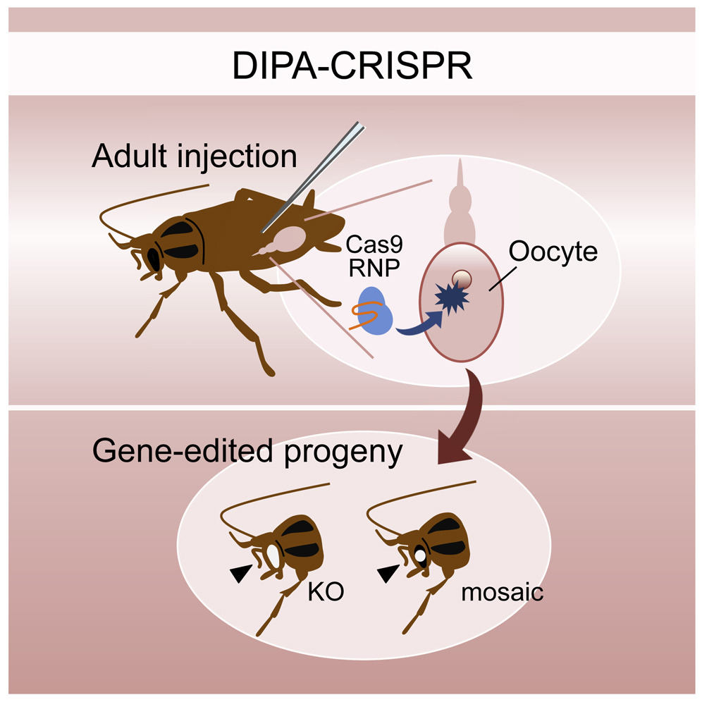 Cell Rep | DIPA-CRISPR基因编辑摆脱注射卵子的烦恼 - 知乎