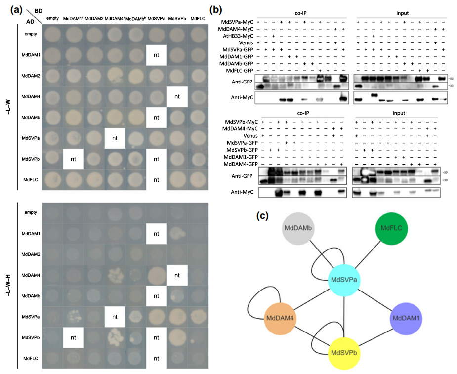 鉴定转录因子结合位点的新技术——DAP-seq - 知乎