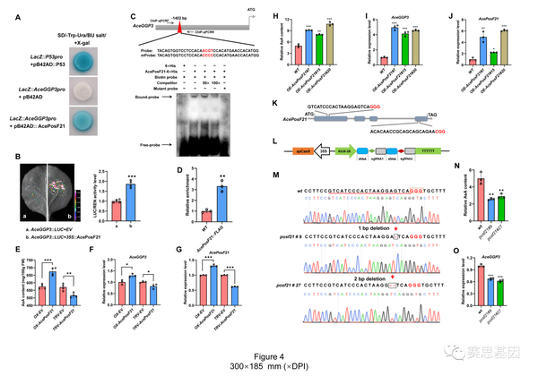 【Plant Physiol】猕猴桃bZIP转录因子AcePosF21在冷胁迫下诱导抗坏血酸生物合成 - 知乎
