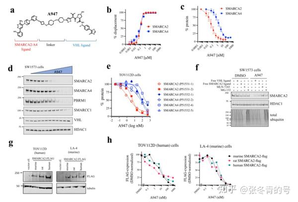 选性SMARCA2-PROTAC在SMARCA4突变型癌症中的应用 - 知乎