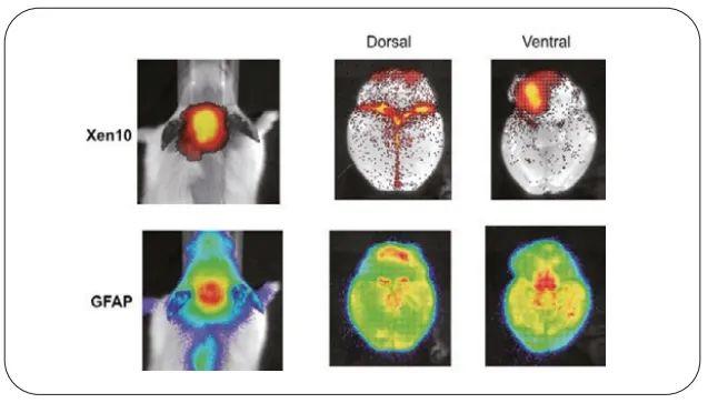 Revvity IVIS Lumina LT——让二维光学成像更加简便-上海玮驰仪器有限公司