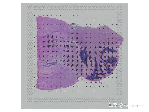 通过空间行为（optimal transport）推断空间细胞间通讯信号方向(COMMOT) - 知乎