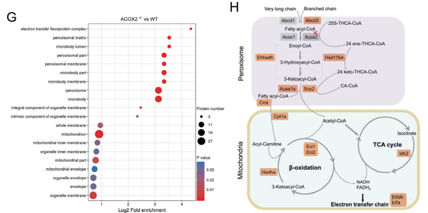Cell Death Dis | 复旦大学周翔宇组报道ACOX2调控巴豆酰化修饰介导肝脏代谢稳态 - 知乎