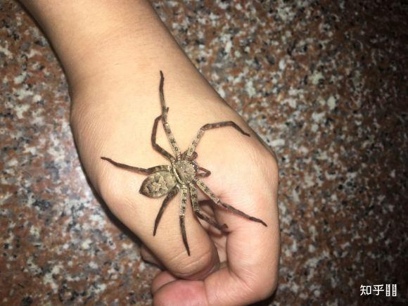 在家养白额高脚蛛吃蟑螂靠谱吗?