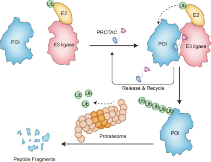 Nat. Commun. | DeepPROTACs: 基于深度学习的PROTACs降解药效预测模型 - 知乎