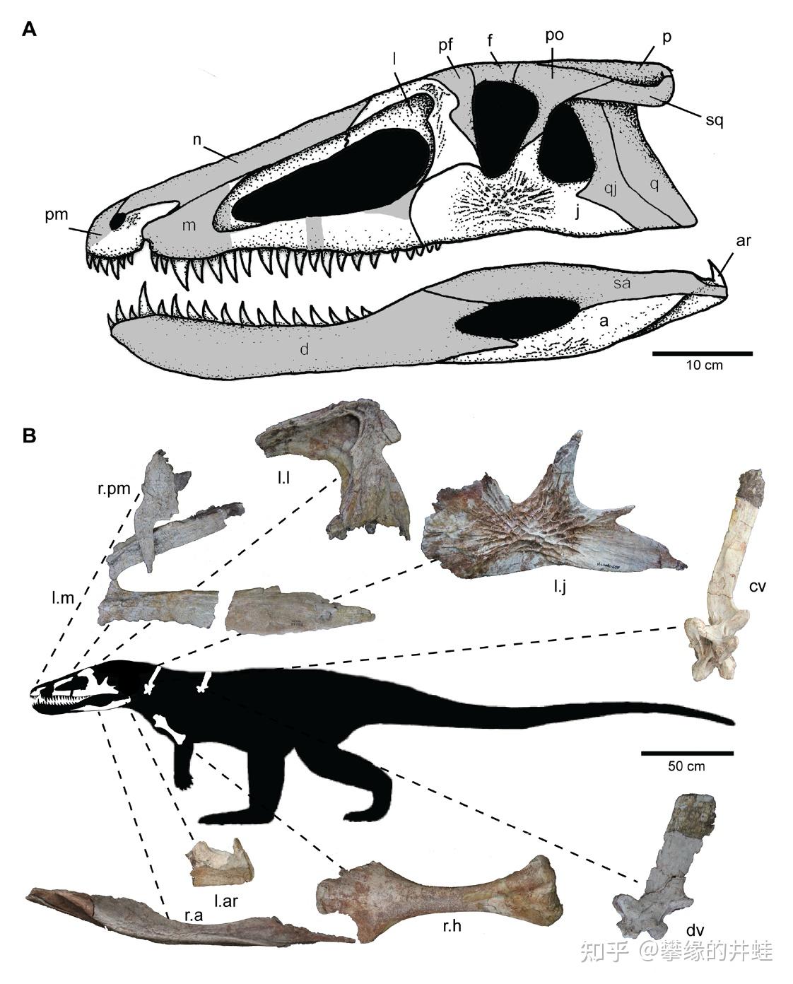【地球演义】忽雷本纪2：主龙第一帝国（下） - 知乎