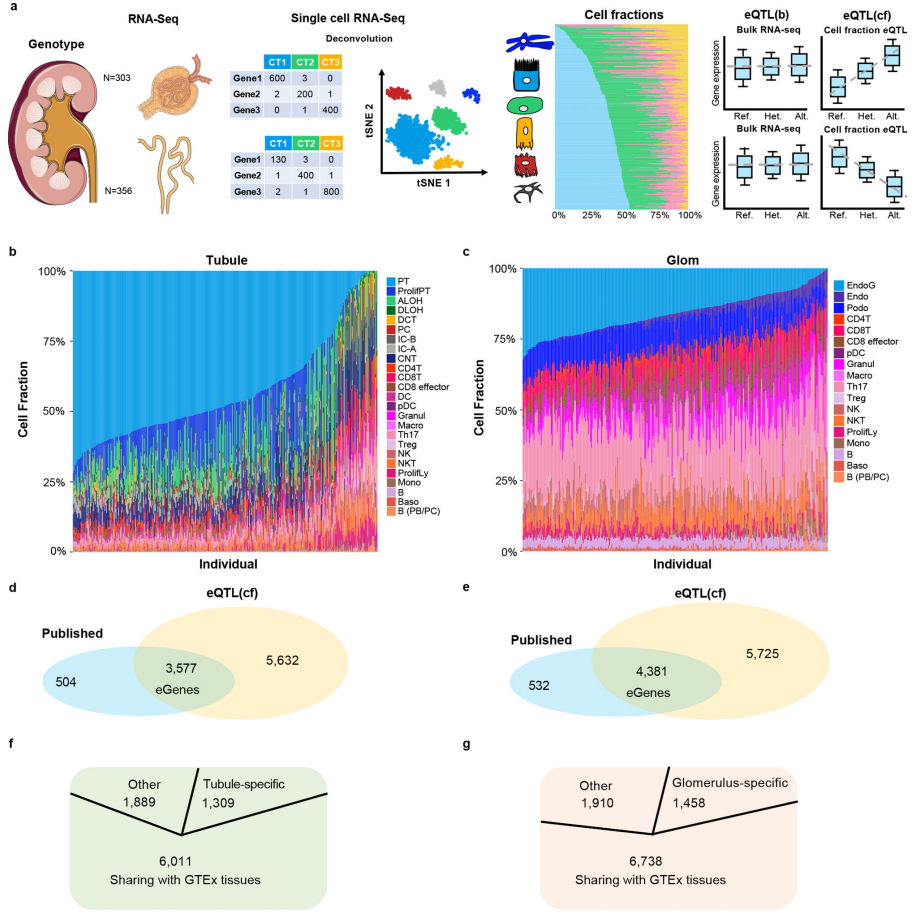 单细胞多组学与eQTL联合分析，确定肾脏疾病的机制和潜在治疗方法 - 知乎