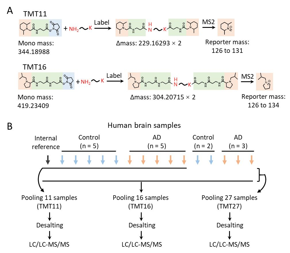 TMT标记蛋白组学| 27种复杂串联质量标记质谱技术用于阿尔茨海默病脑蛋白质组分析 - 知乎