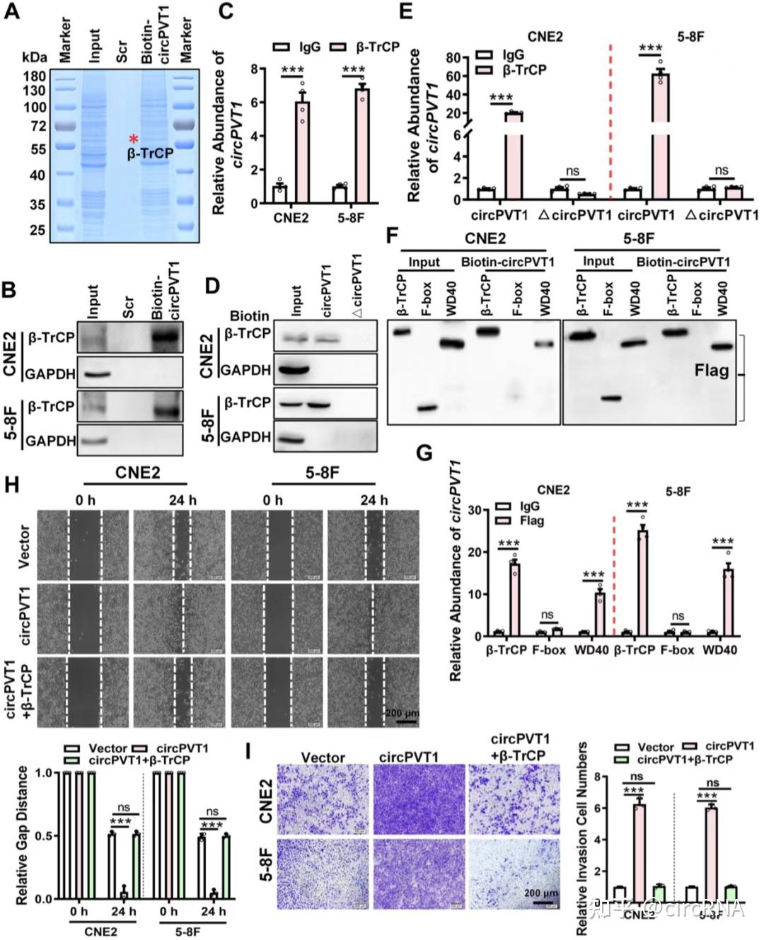 “广东癌”？环状RNA为这个高发恶性肿瘤早期诊断和治疗提供帮助 - 知乎