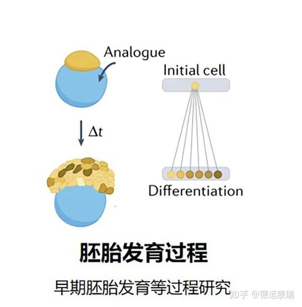 真时动态，尽在掌握！Well-TEMP-seq单细胞动态转录组测序 - 知乎