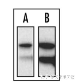 【小优细节君】LC3 Western结果分析大揭秘！ - 知乎