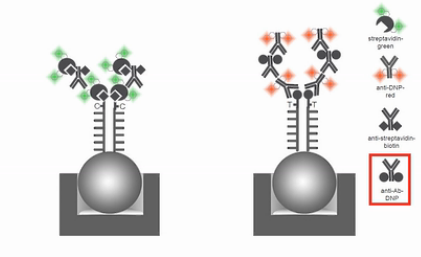 【转载】Illumina的SNP芯片原理 - 知乎