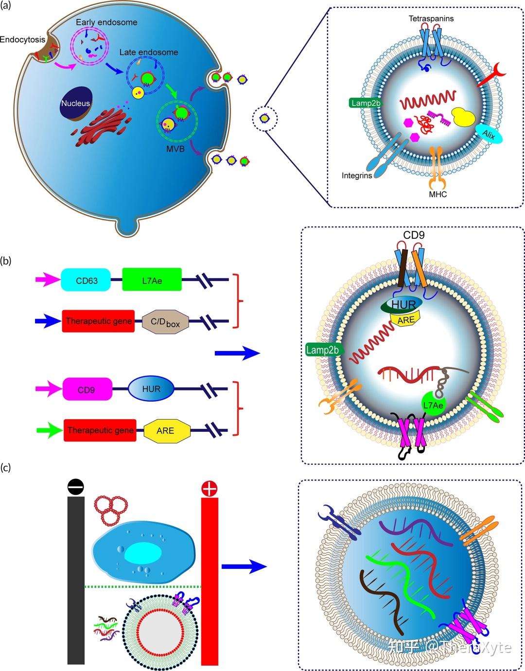 mrna